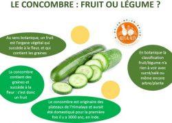 Concombre : fruit ou légume