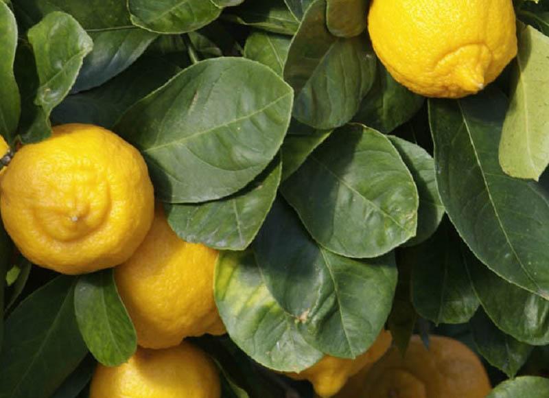 Fruits en L et légumes en L : la liste complète en Français - A & A