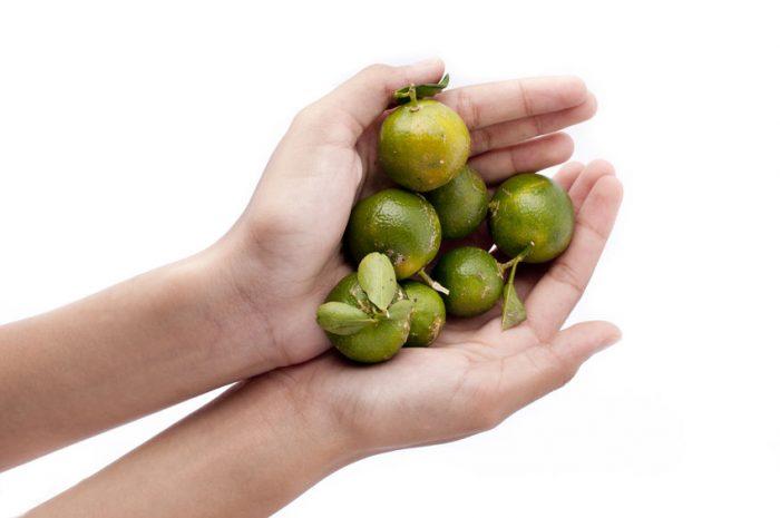 Kalamansi (fruit) : un agrume typique des Philippines - Alex et Alex