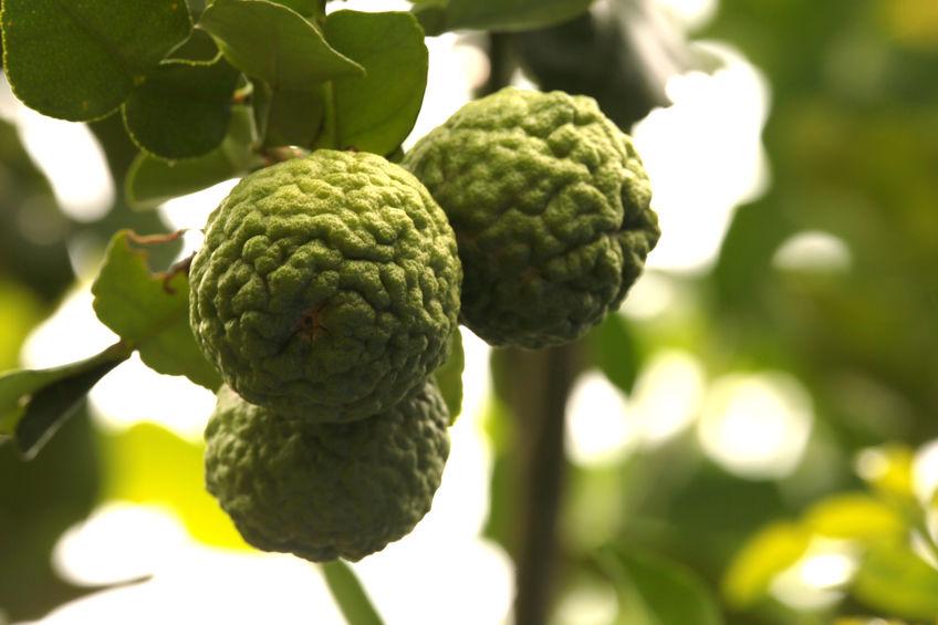 Combava : découvrez tous les secrets de ce fruit inattendu - Alex&Alex