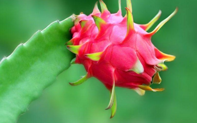 Fruit du Dragon ou pitaya : tout sur ce fruit étonnant - Alex et Alex