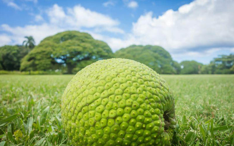 Fruit à pain : origine, description, recettes et vertus - Alex&Alex