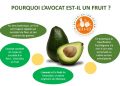 L'avocat : fruit ou légume