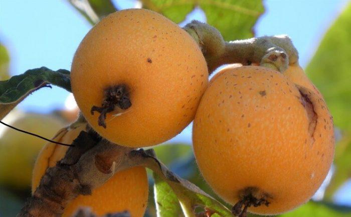 Nèfle du Japon : le guide complet - Bienfaits, recettes, saison, prix