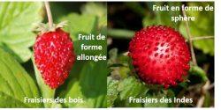 La fraise des bois sauvage : toxique ou comestible - saison et prix