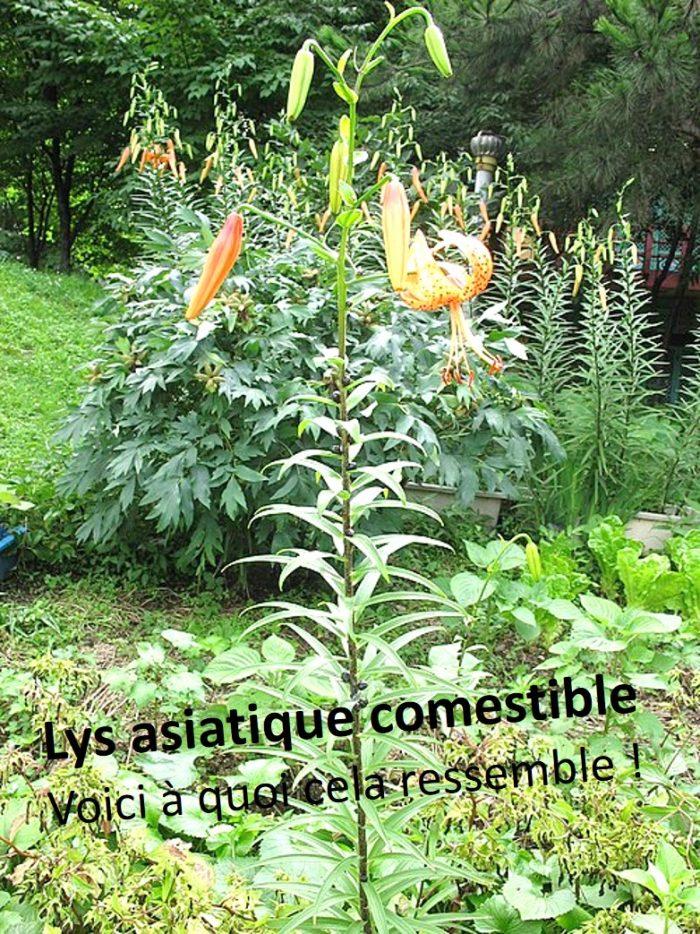 Fruit en L et légume en L : la liste complète en Français - A & A