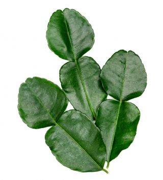 Combava : découvrez tous les secrets de ce fruit inattendu - Alex&Alex