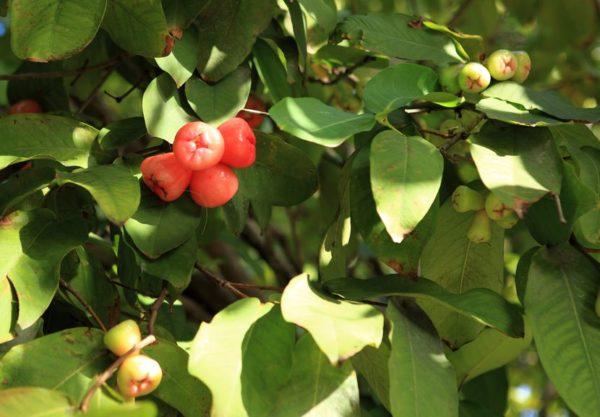 Jamalac : guide complet de ce fruit exotique - Alex & Alex