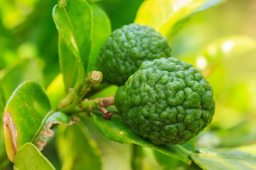 Combava : découvrez tous les secrets de ce fruit inattendu - Alex&Alex