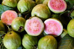 Goyave : Tout savoir en 2 min sur ce fruit tropical - Alex & Alex