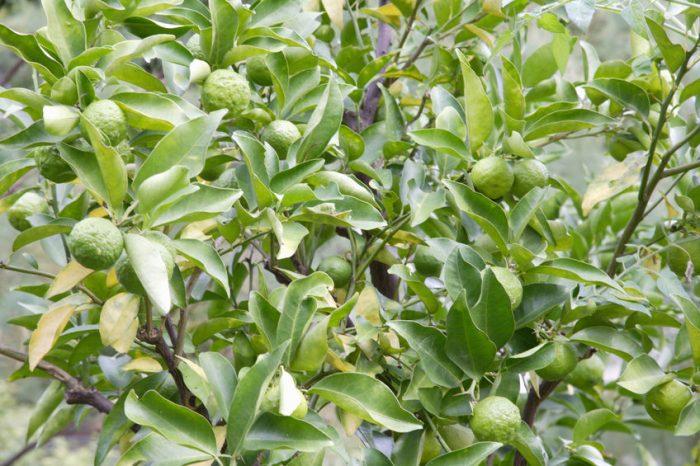 Sudachi (fruit) : le guide complet de cet agrume originaire du Japon