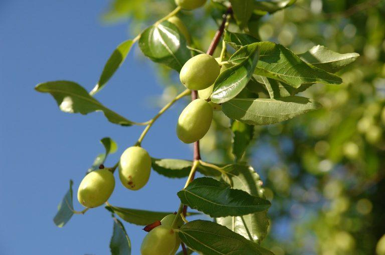 Jujube : Tout savoir en 2 minutes sur ce fruit originaire de Chine