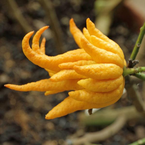 Cédrat (fruit) : plus qu'un agrume, un symbole culturel et religieux