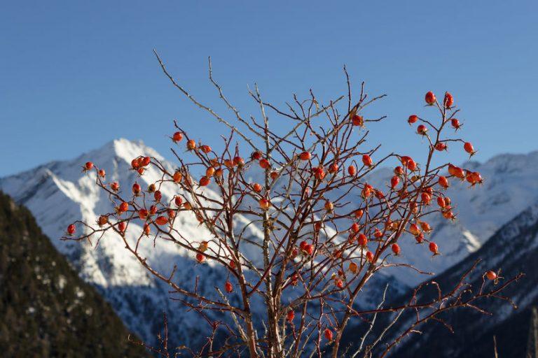 Cynorhodon (fruit) - origine, recettes, bienfaits - Alex&Alex