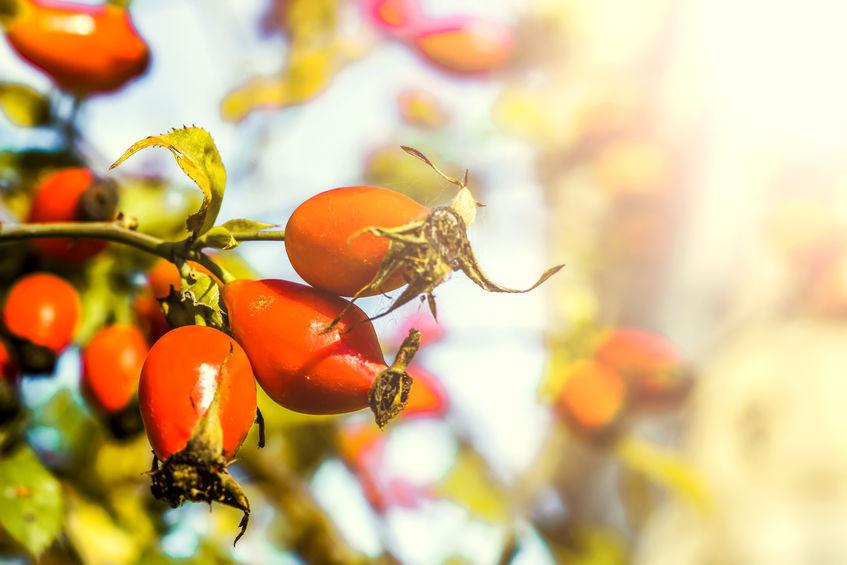 Cynorhodon (fruit) - origine, recettes, bienfaits - Alex&Alex